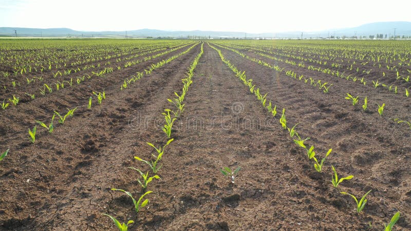 View of Corn Field. Small Corn. Agricultural Field Stock Image - Image ...