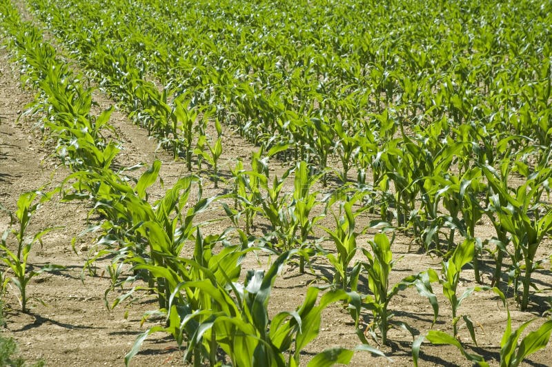 Maize plants in rows stock image. Image of standing - 112285589