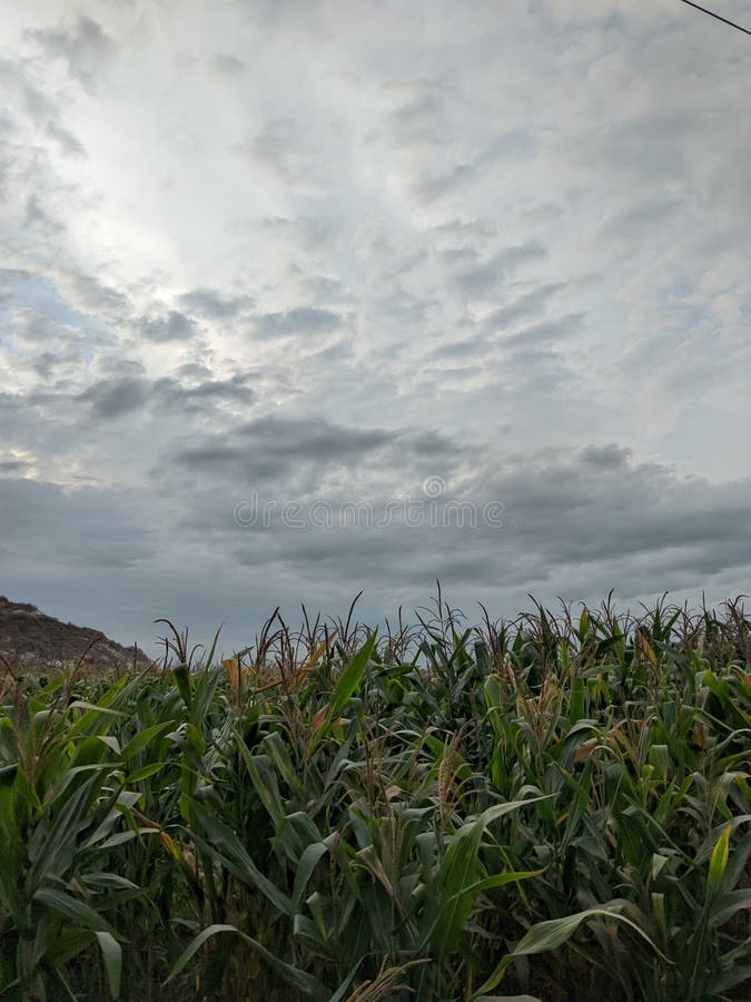 View of Corn Fields Under Limestone Mountains and the Sky that ...