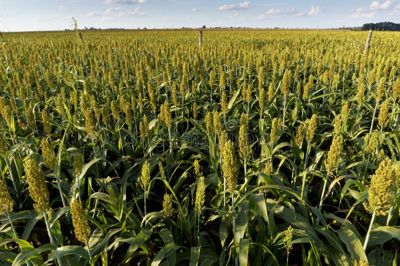 View of Corn Plantation in Flowering Phase Stock Photo - Image of ...