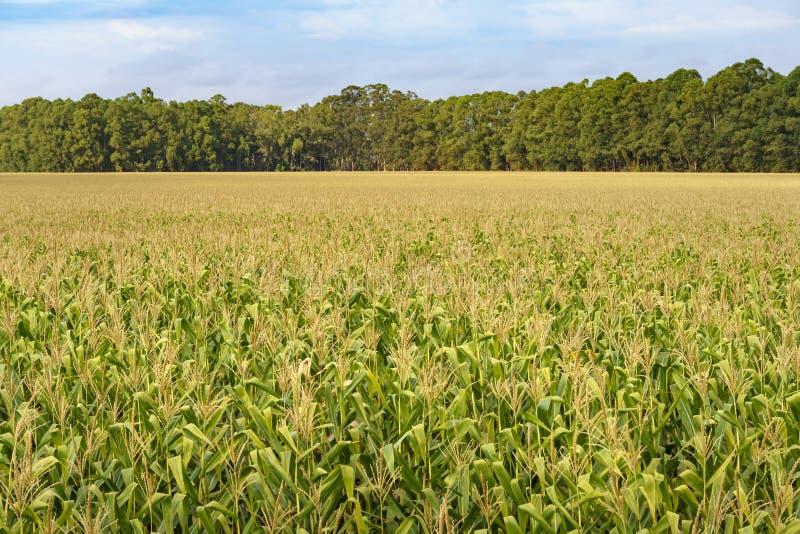 View of Corn Plantation in Flowering Phase Stock Photo - Image of ...