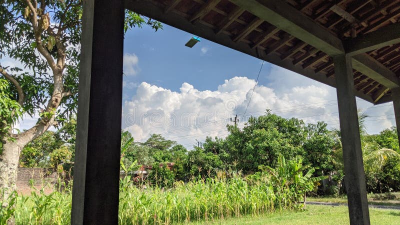 View of Corn Plants, Trees and White Cumulus Clouds from the Terrace ...