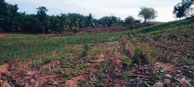 A View of Corn Still Three Weeks Old after Planting Stock Photo - Image ...