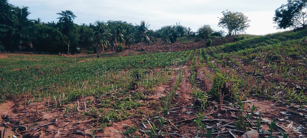 A View of Corn Still Three Weeks Old after Planting Stock Photo - Image ...