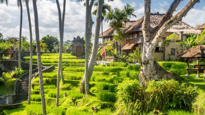 View on Countryside in Bali Editorial Image - Image of tropical, crop ...