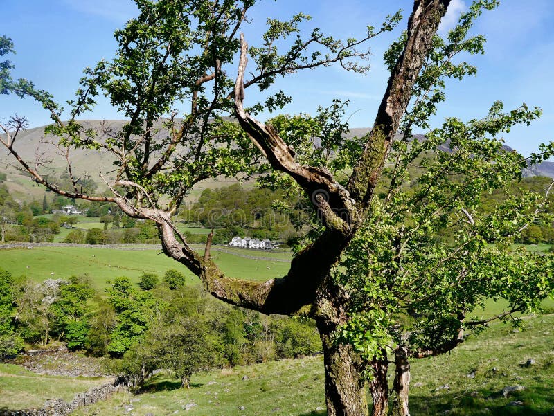 View of Countryside Houses through Trees Stock Image - Image of ...