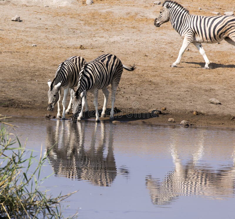 View of Couple of Zebra Drinking Water Stock Image - Image of africa ...