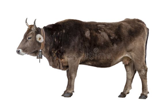 View cow brow isolated stock photo. Image of nature - 136575188
