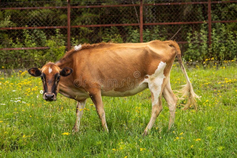 View of a Cow Grazing in a Field in Bhutan. Stock Photo - Image of farm ...