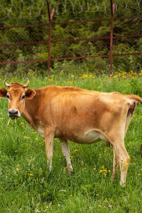 View of a Cow Grazing in a Field in Bhutan. Stock Photo - Image of ...