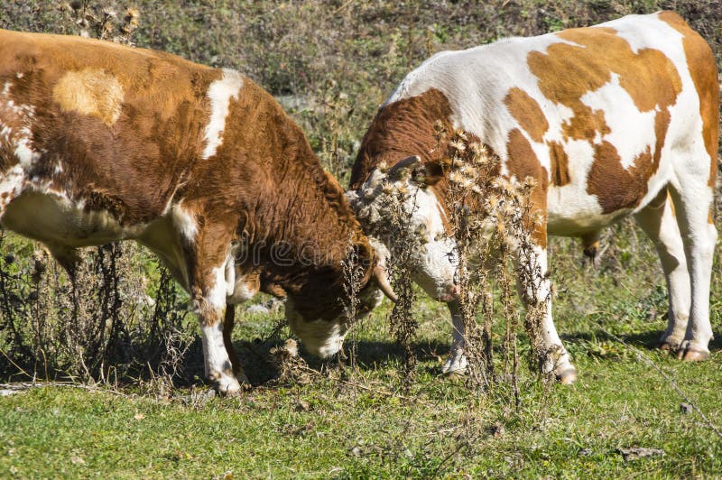 View of Cows in Altay Mountains Stock Image - Image of landscape ...