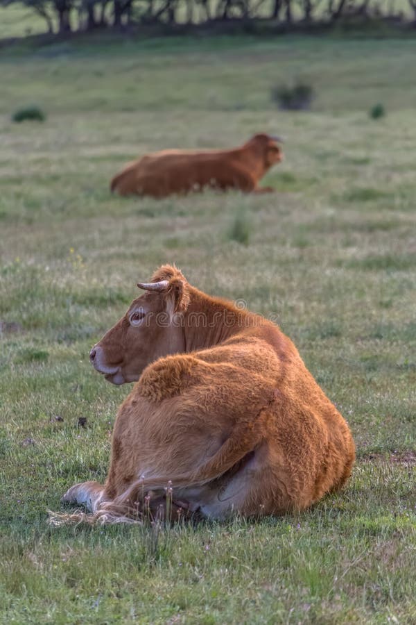 View of Cows Lying in Grass Pasture, Beef Cattle, Spanish Farmland ...