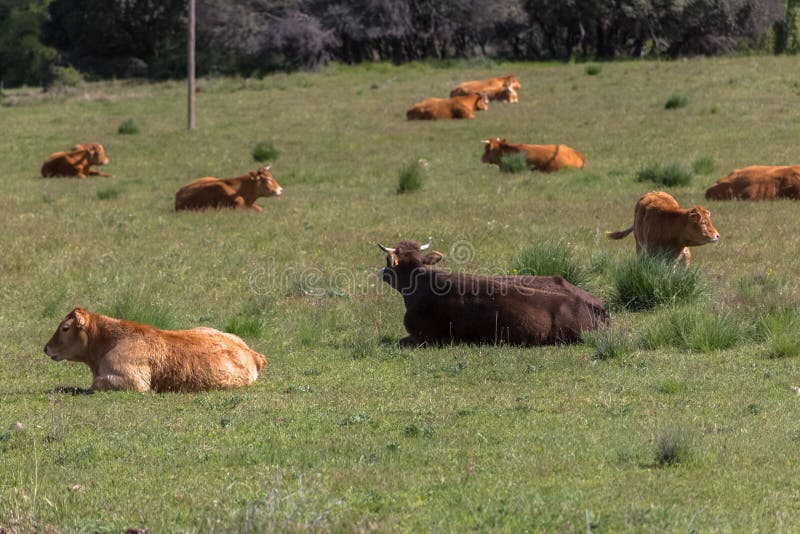 View of Cows Lying in Grass Pasture, Beef Cattle, Spanish Farmland ...