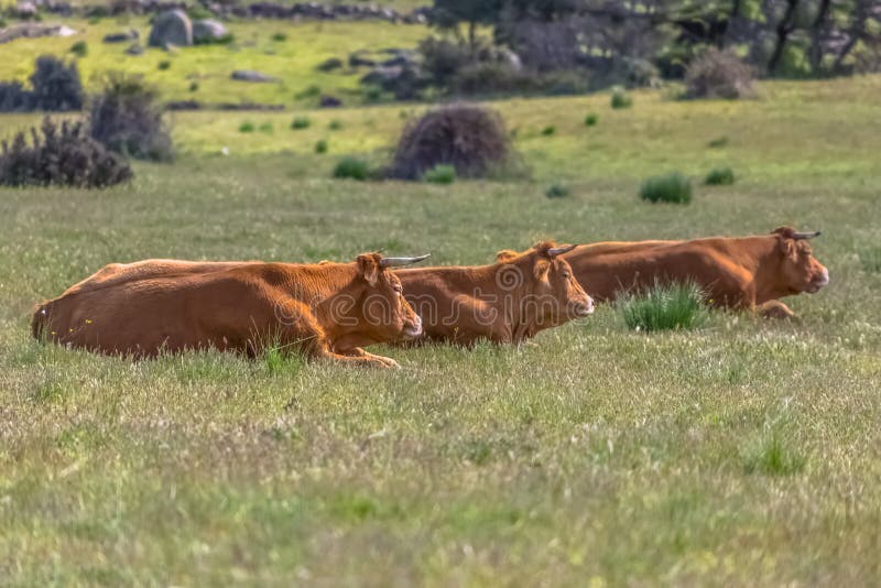 View of Cows Lying in Pasture, Beef Cattle, Spanish Farmland Stock ...