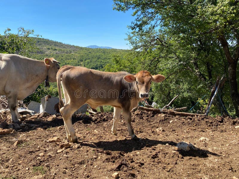 View Cows Standing on Sandy Ground in Background of Mountains Stock ...