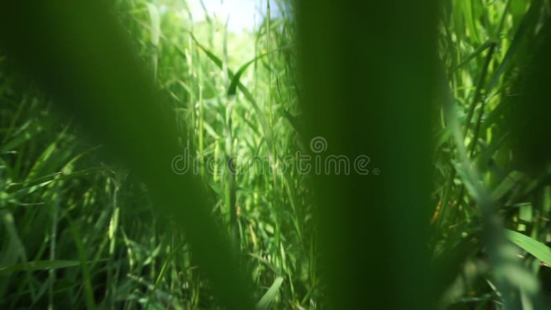 View of a Crawling Animal, Cat or Snake through the Grass. Scampering ...