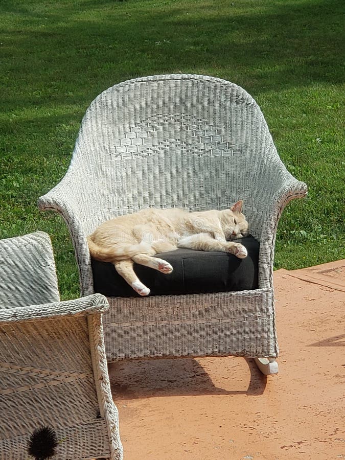 View of a Cream Tabby Cat Sleeping on an Outdoor Wicker Chair Stock ...