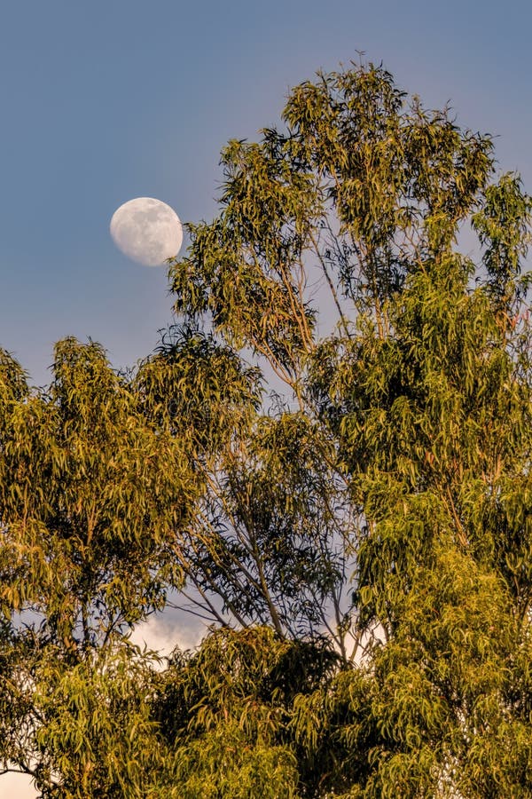 View of the Crescent almost Full Moon, at the Side of Eucalyptus Trees ...