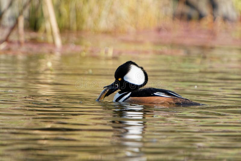 View of the Crested Merganser in the Lake Stock Image - Image of life ...