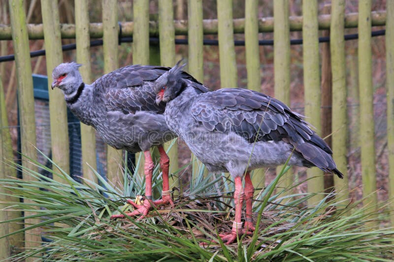 A View of a Crested Screamer Stock Image - Image of goose, wildlife ...