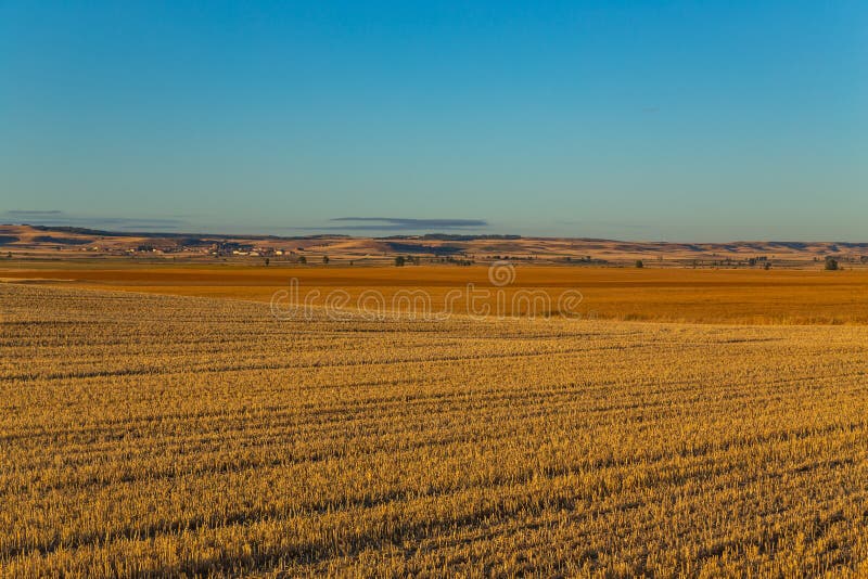 View of a Crop Field in Spain Stock Photo - Image of farming, mancha ...