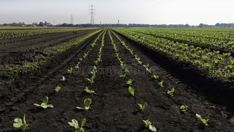 A View of a Crop Field with Single Point Perspective. Stock Photo ...