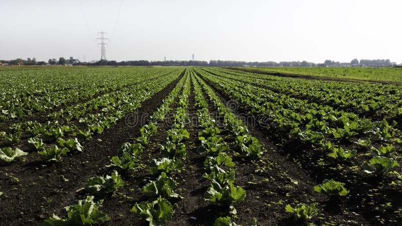 A View of a Crop Field with Single Point Perspective. Stock Photo ...