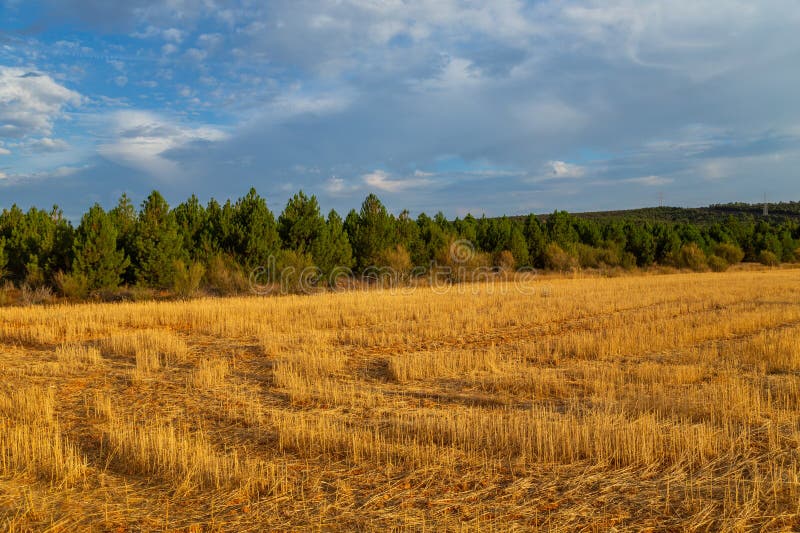 View of a Crop Field in Spain Stock Image - Image of countryside ...