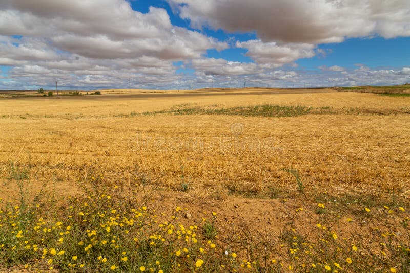 View of a Crop Field in Spain Stock Image - Image of countryside ...