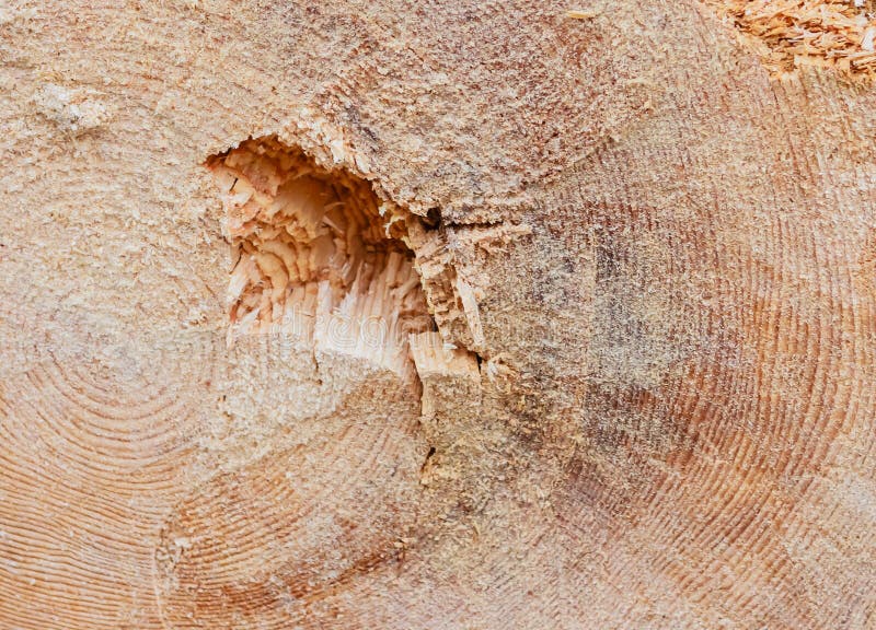 Cross-section of the Tree Trunk. Background Stock Photo - Image of ...