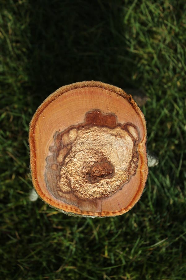 View Cross Section of Wooden Log, Cherry Tree Stock Photo - Image of ...