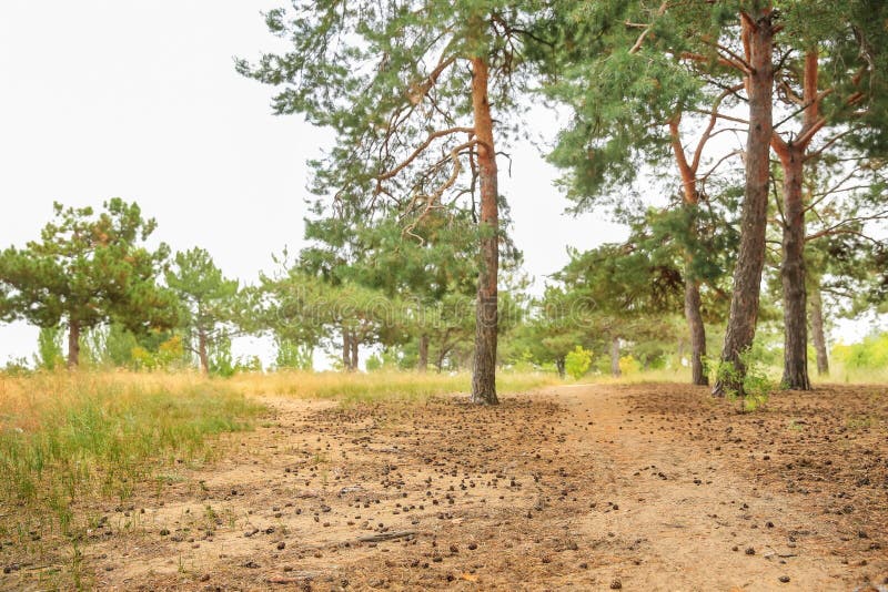 View of Crossways in Forest Stock Image - Image of landscape, park ...