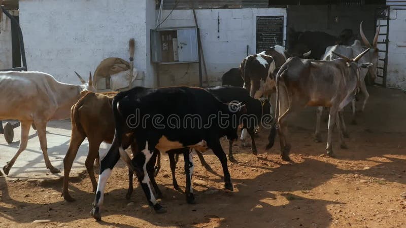 A View of a Crowd of Cattle Running Inside the Barn at the Cattle ...