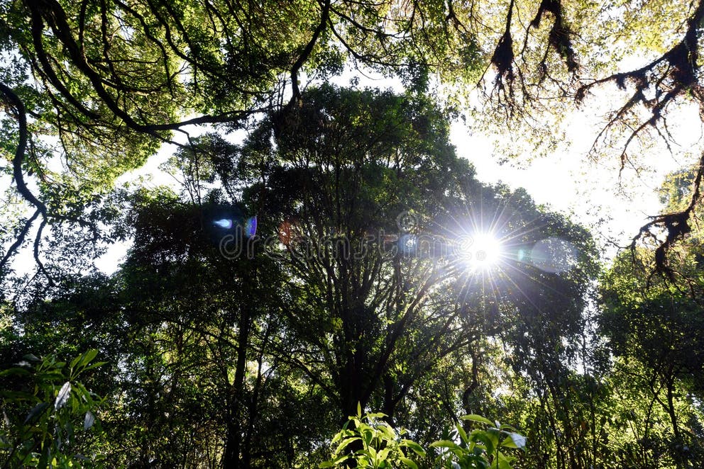 View into the Crown of Beech Trees in Spring. Sky, Trees, Blue and ...