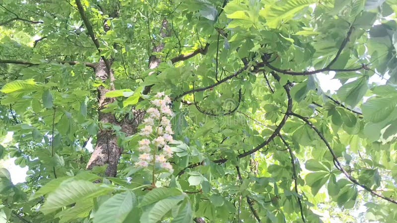 View of the Crown of a Chestnut Tree with Inflorescence. a Chestnut ...
