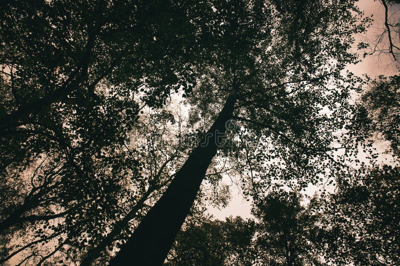 View into the Crown of a Deciduous Tree in the Forest. Upwards Along ...