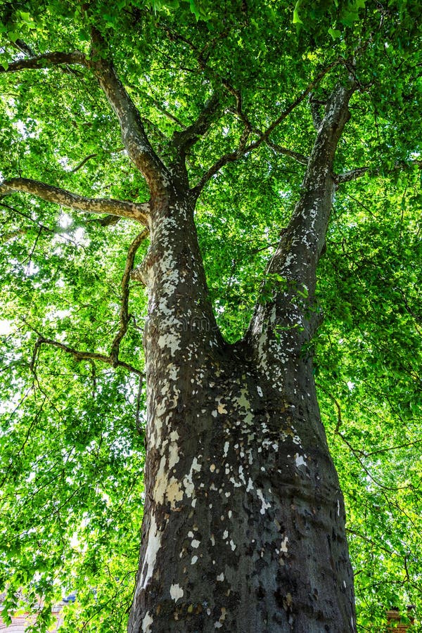 View into the Crown of a Large Plane Tree Stock Image - Image of tall ...