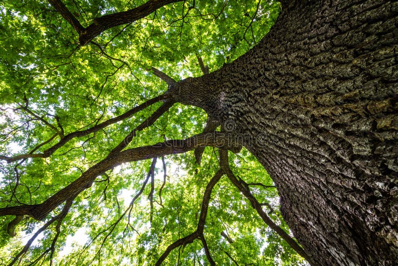View through the Crown of an Oak Tree Stock Photo - Image of looking ...