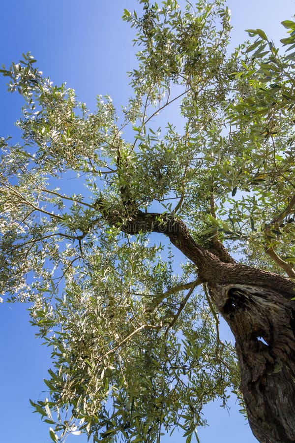 Crown of an Olive Tree. Olive Trees Garden Stock Image - Image of fruit ...