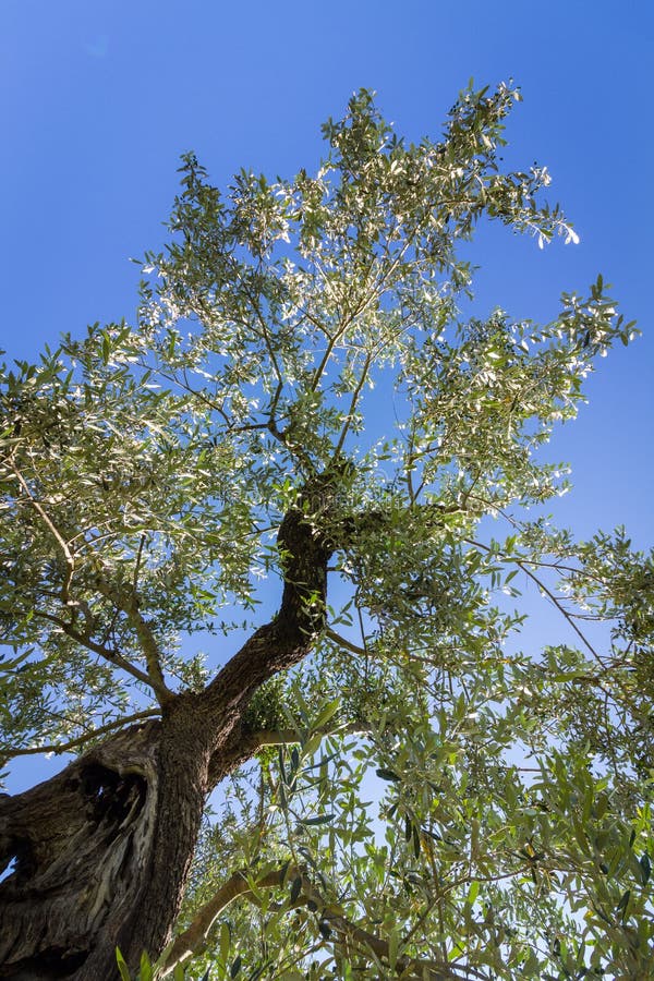 View through the Crown of an Olive Tree Stock Photo - Image of ...