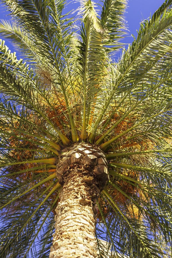 A View into the Crown of a Palm Tree that Has Beautiful Green Leaves ... A View into the Crown of a Palm Tree that Has Beautiful Green Leaves ...