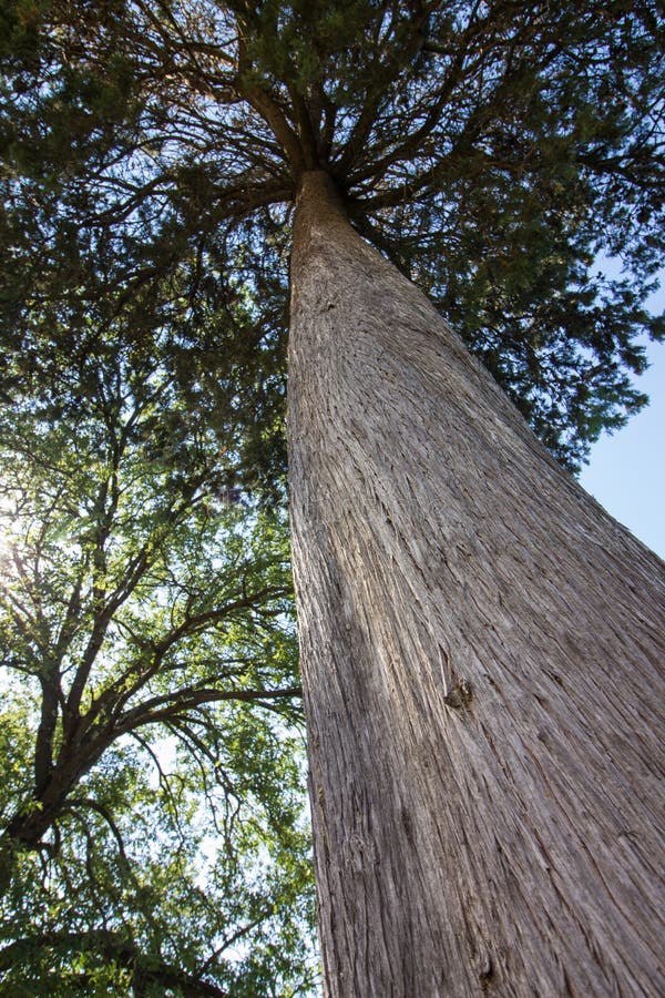 View through the Crown of a Pine Tree Stock Image - Image of italian ...