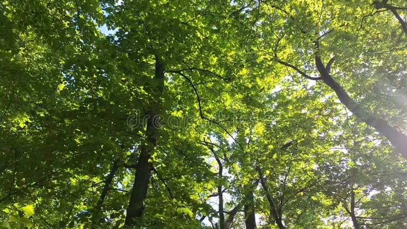 View into the Crowns of Broadleaf Forests. Concept of Spring Nature and ...