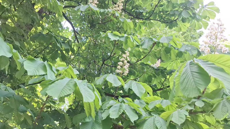 A View into the Crowns of Flowering Chestnut Trees. Deciduous Tree in ...