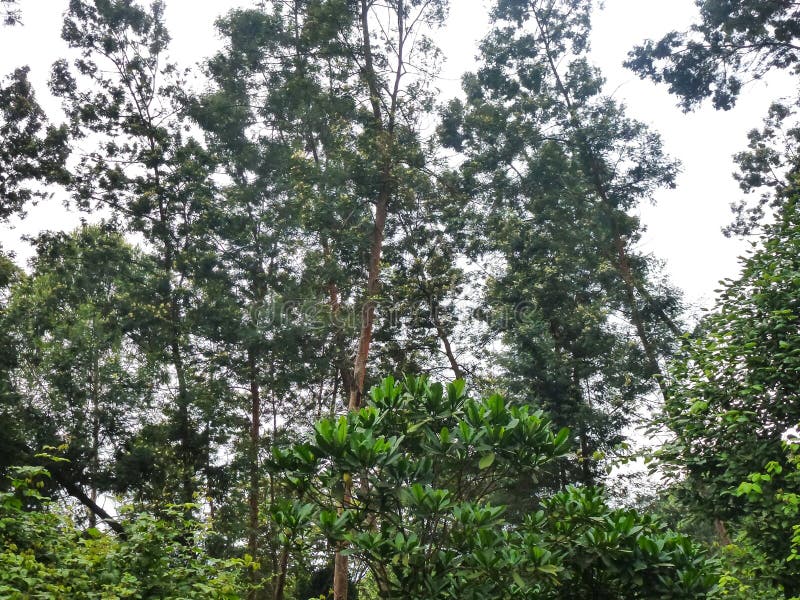 View of the Crowns of Coniferous Trees in Summer. Side View Stock Image ...