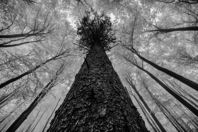 View into the Crowns of Spring Trees Stock Image - Image of branch ...