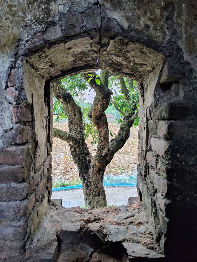 Through Ancient Ruined Window a Glimpse of Nature S Persistence Stock ...