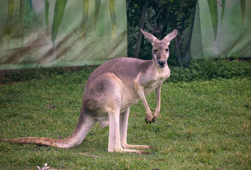 View of Curious Kangaroo Staying on His Back Legs at Lone Koala ...