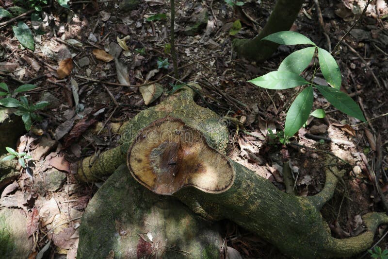 View of a Cut Down Tree Stump of Hard Alstonia Tree with Released Tree ...