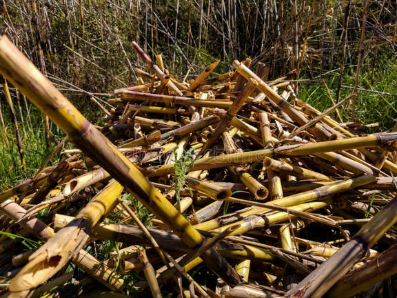 View of cut reeds stock photo. Image of season, frost - 143285116